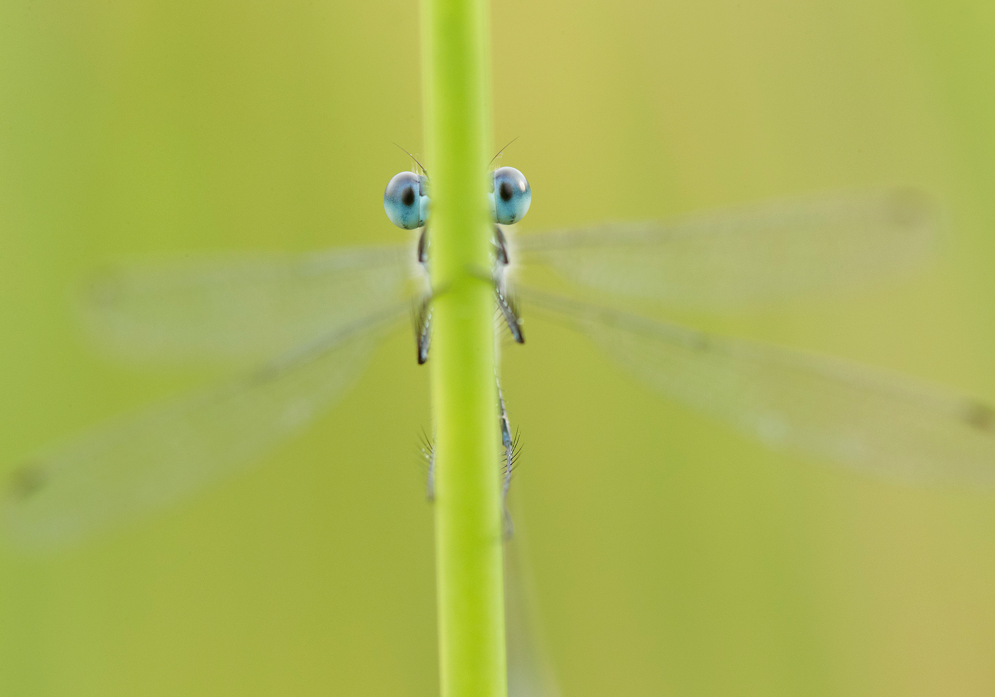 Insects & Macro Photography Workshop | Nature Photography Courses